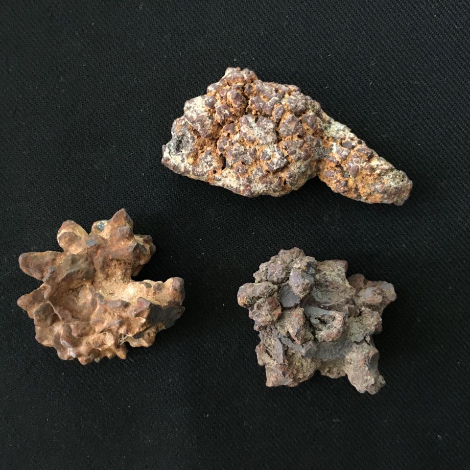 Trace Fossils | Tessa's Museum