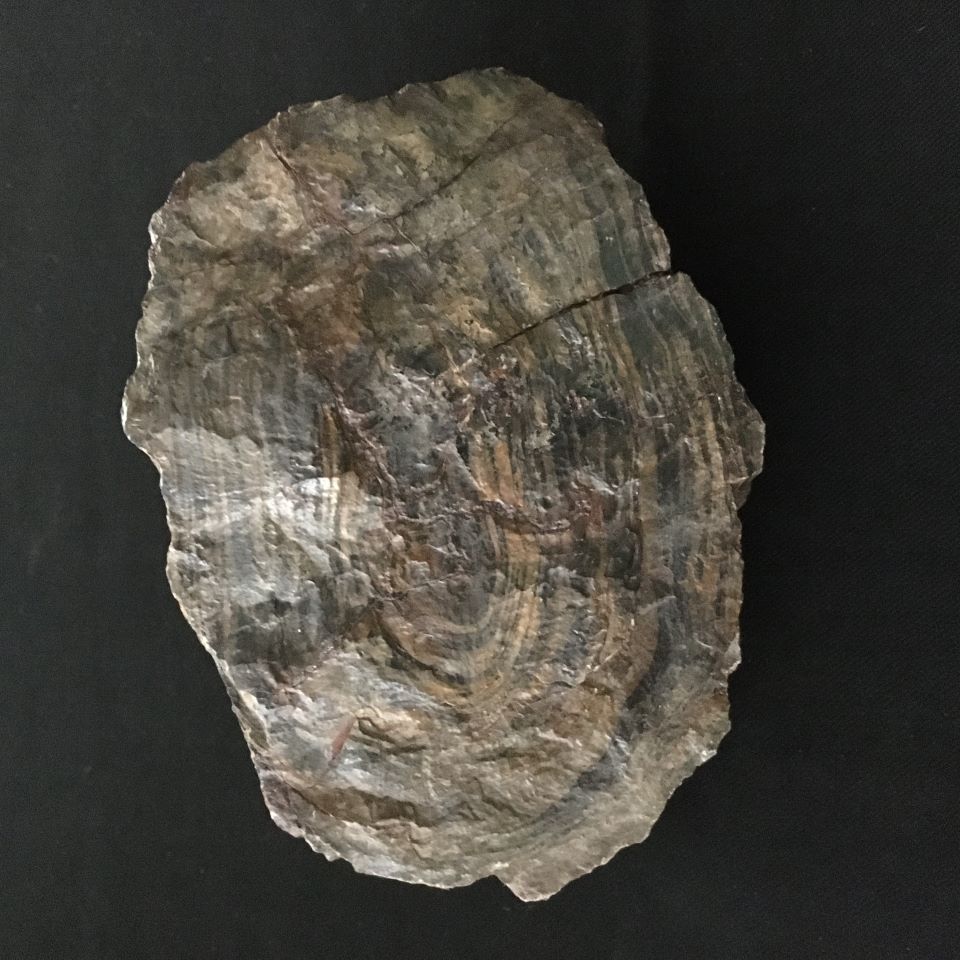 Glossopteris Fossils | Tessa's Museum