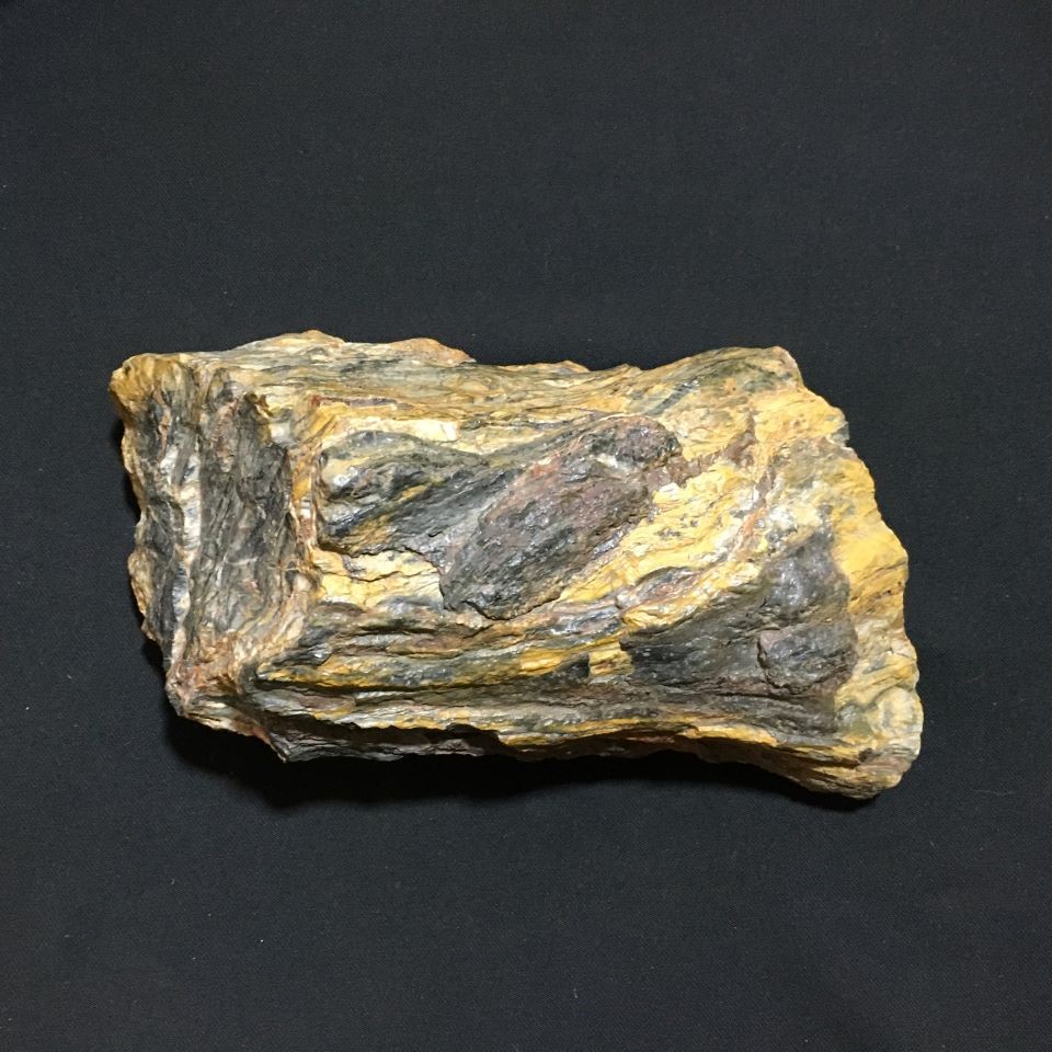 Glossopteris Fossils | Tessa's Museum