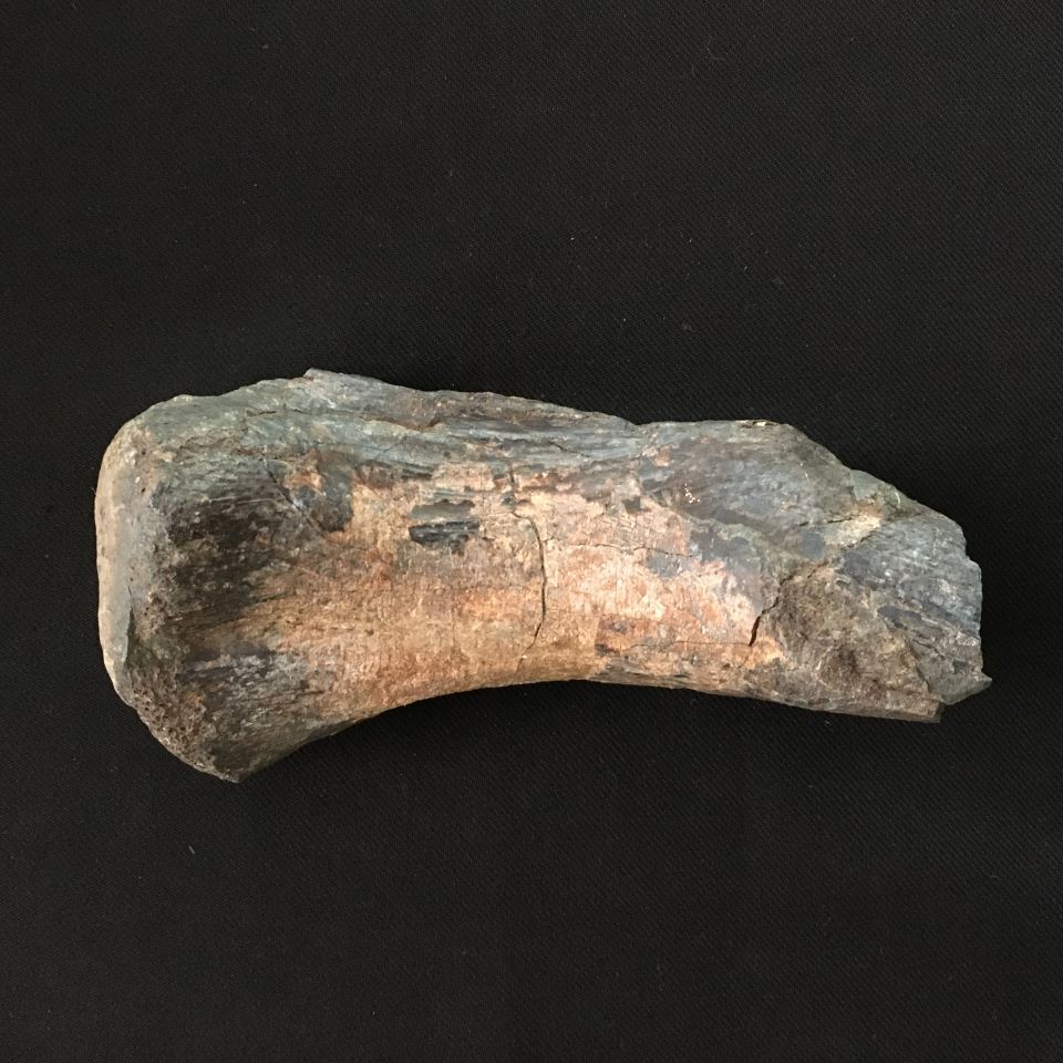 Trace Fossils | Tessa's Museum