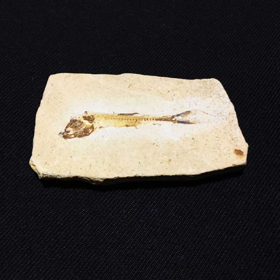 Other Fossils | Tessa's Museum