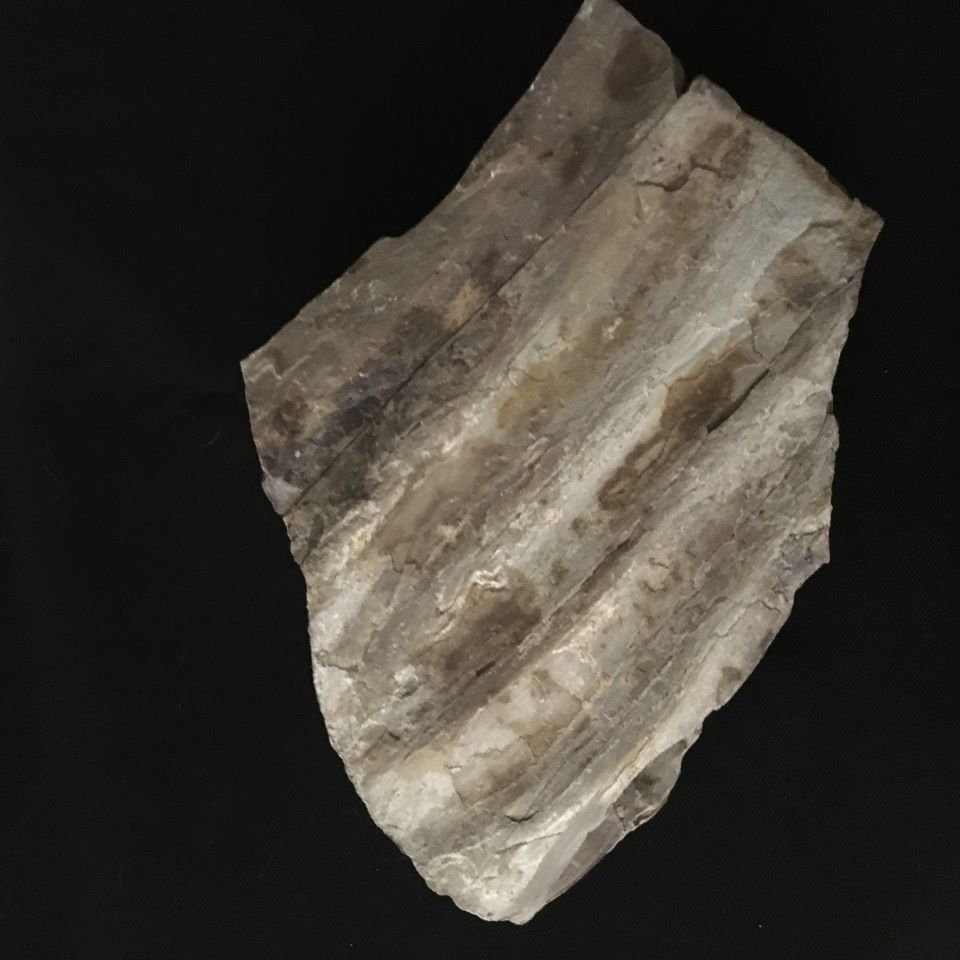 Riverbed Fossils | Tessa's Museum