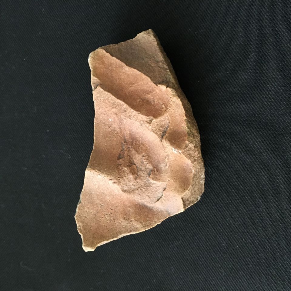 Riverbed Fossils | Tessa's Museum