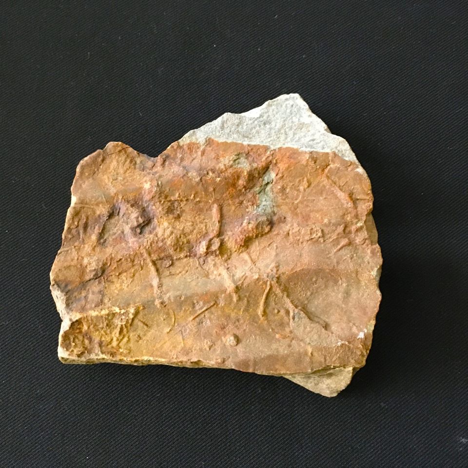 Riverbed Fossils | Tessa's Museum