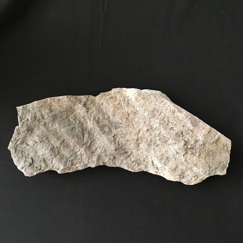 Riverbed Fossils | Tessa's Museum