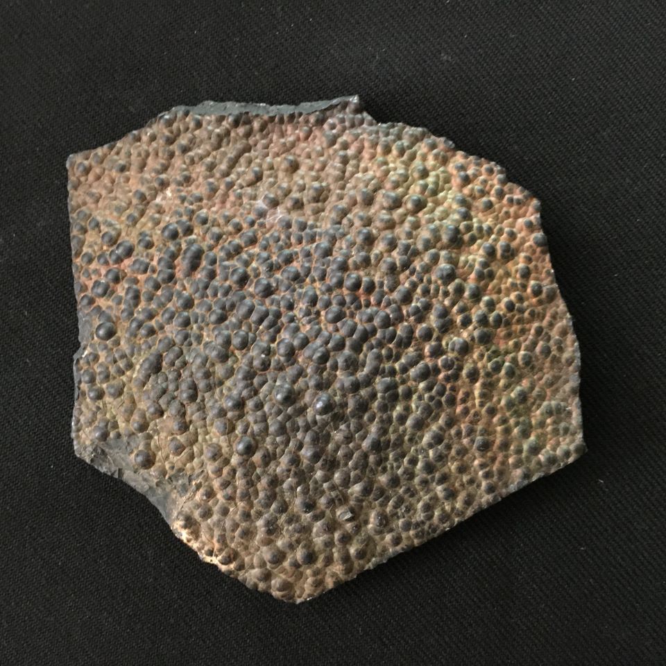 Trace Fossils | Tessa's Museum