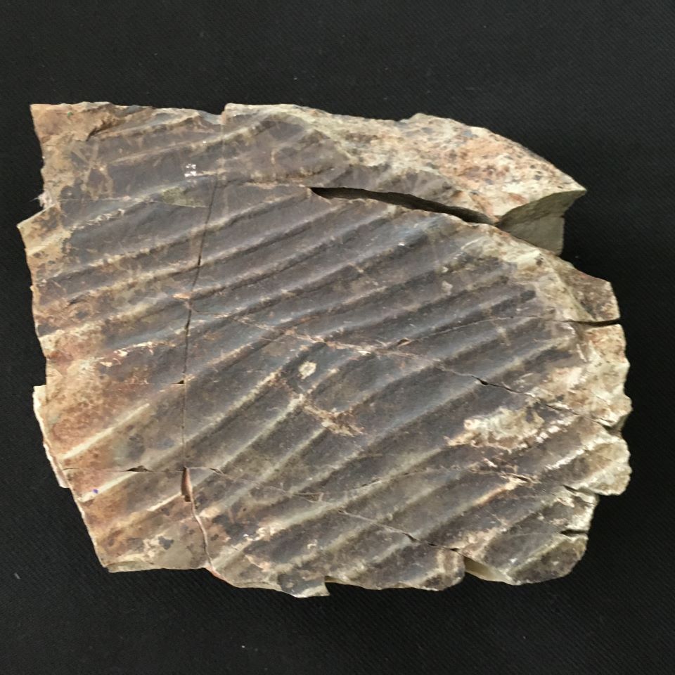 Riverbed Fossils | Tessa's Museum